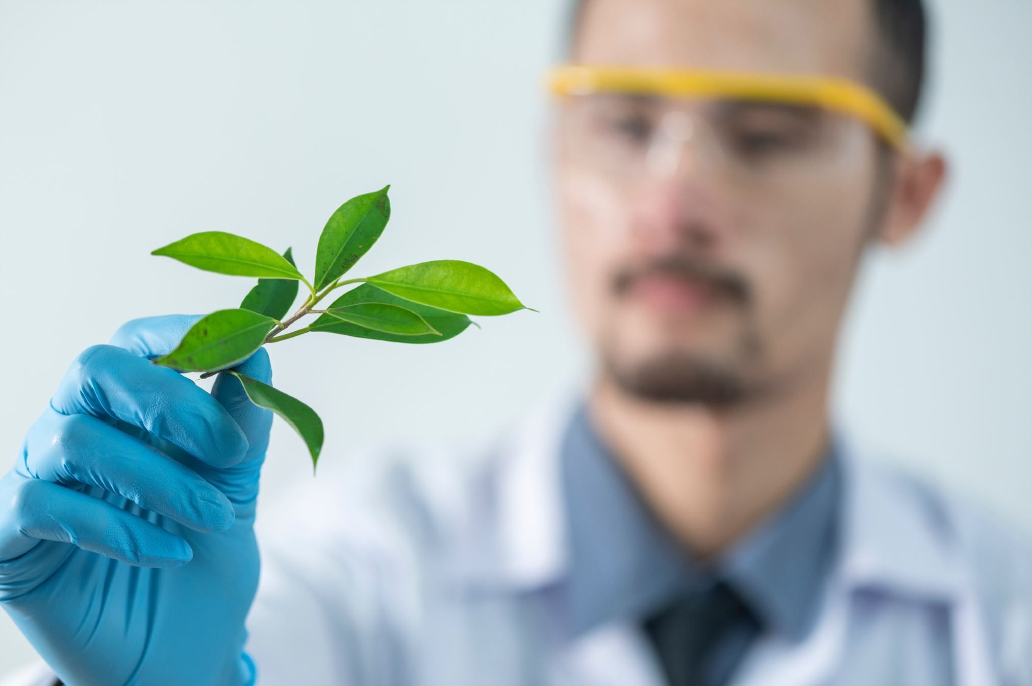 Diferencia medicamento herbolario y suplementos alimenticios