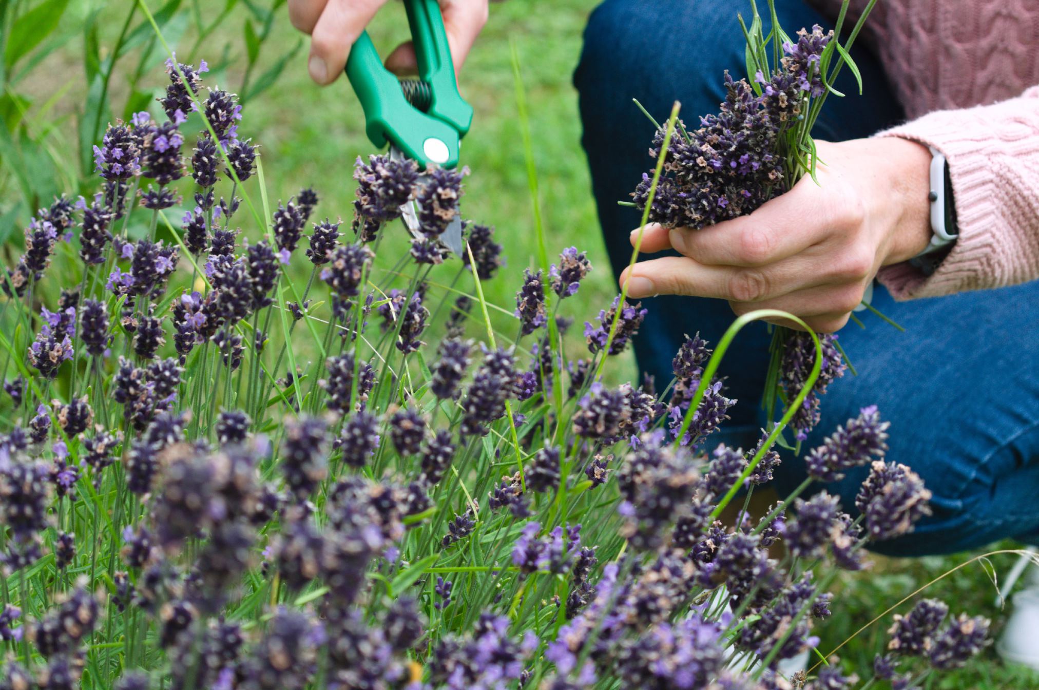 La calidad de la medicina natural y las plantas medicinales