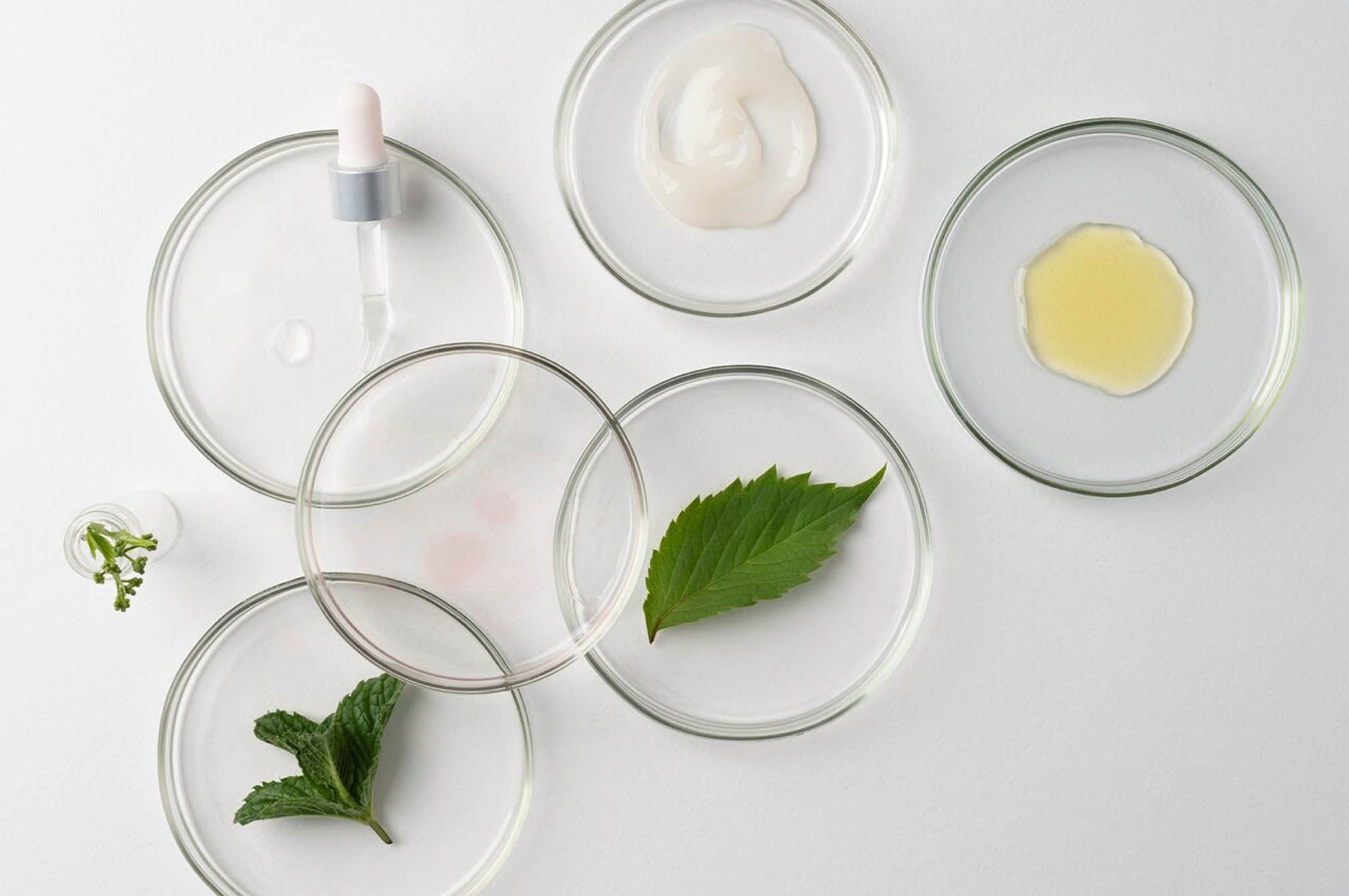 ¿Qué son los extractos en la medicina natural? - Soria Natural México