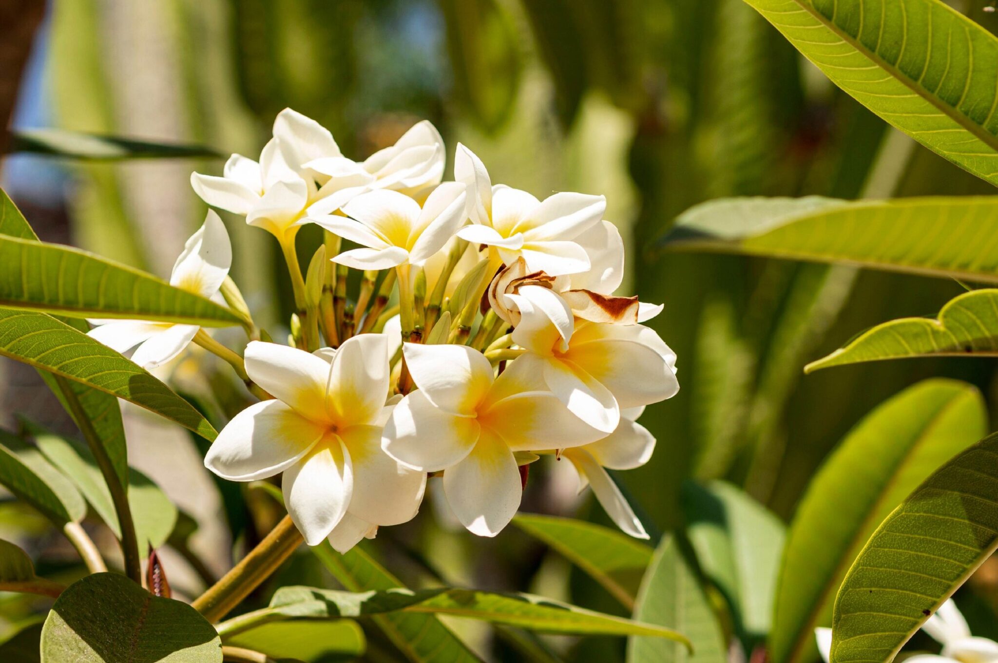 Aceite esencial de Azahar: Usos y beneficios para el estres
